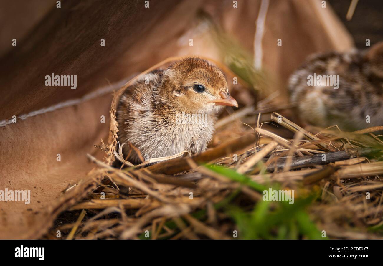 Day old French Partridge Chicks just haced in the wild Stock Photo - Alamy