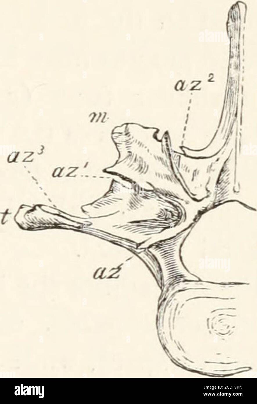 . An introduction to the osteology of the mammalia . FiG. 23 ...