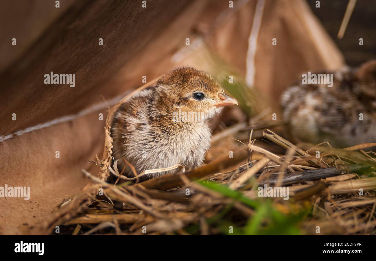 Day old French Partridge Chicks just haced in the wild Stock Photo - Alamy