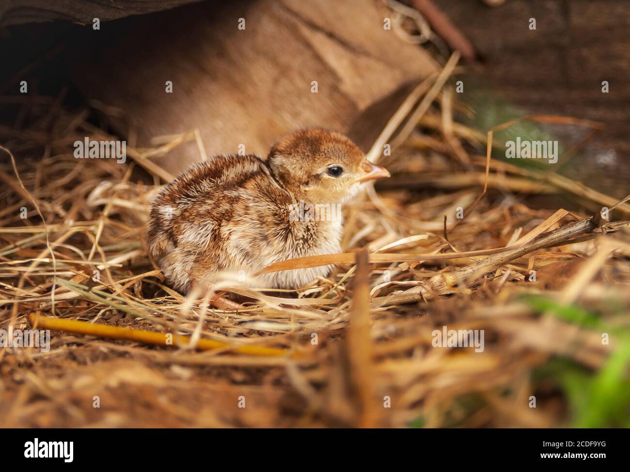 Wild partridge chicks hi-res stock photography and images - Alamy
