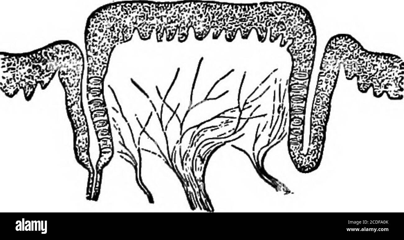 Filiform Papillae White