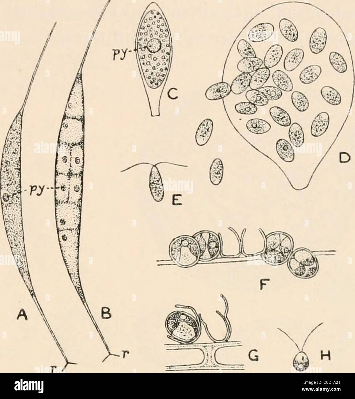 . Algæ. Vol. I. Myxophyceæ, Peridinieæ, Bacillarieæ, Chlorophyceæ ...