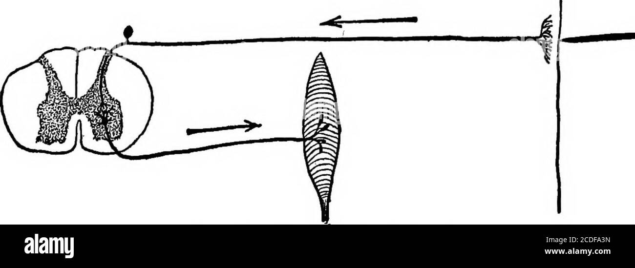 Innate reflex Black and White Stock Photos & Images - Alamy