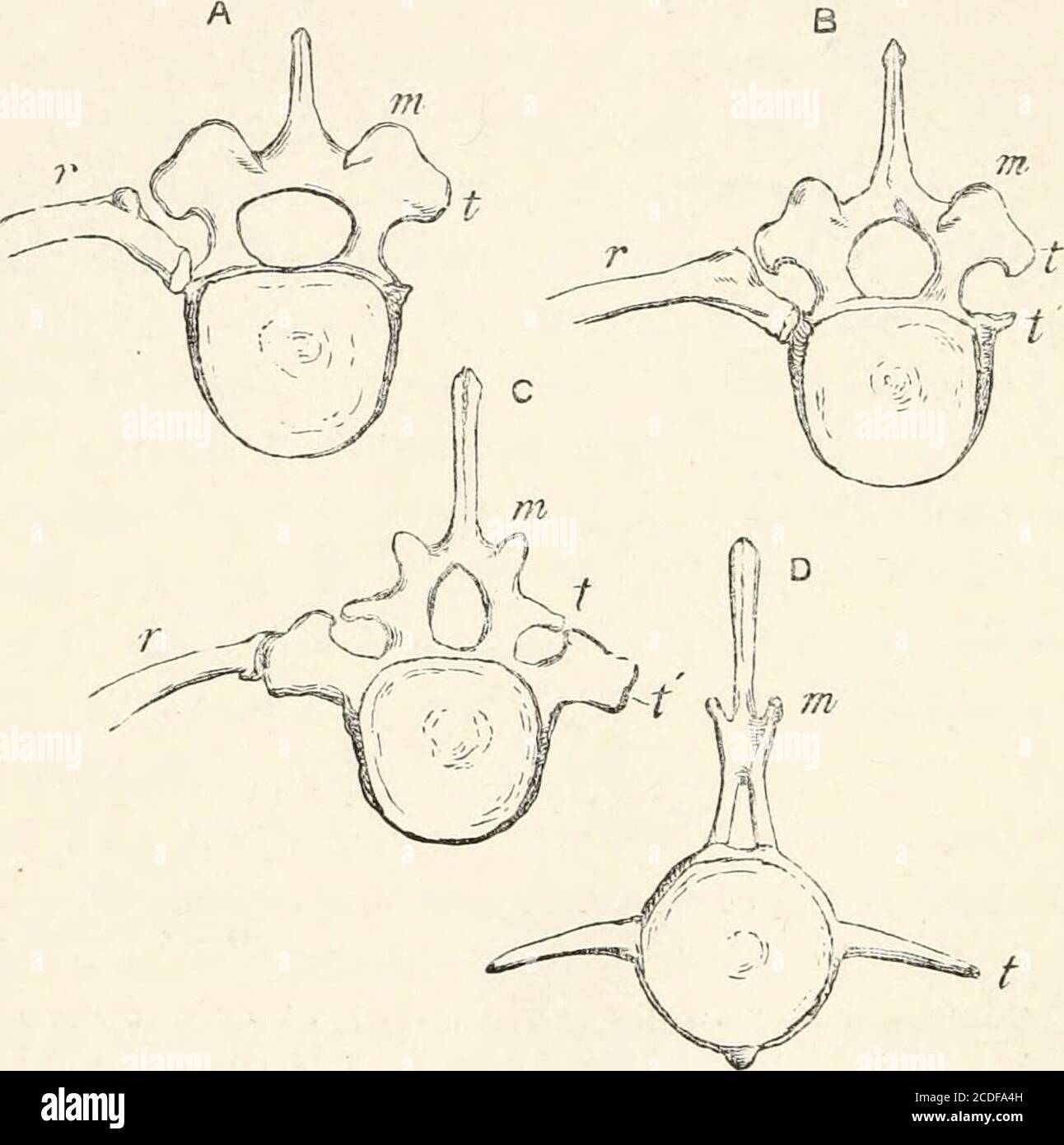 First thoracic vertebra hi-res stock photography and images - Alamy
