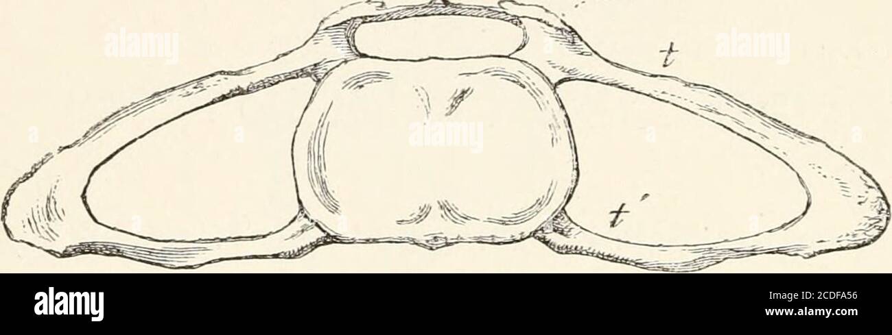 Odontoid process hi-res stock photography and images - Alamy