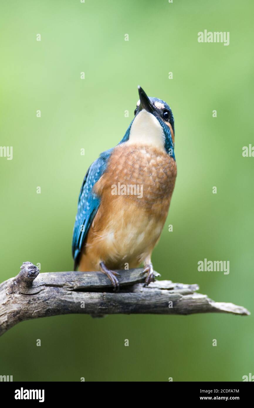European Kingfisher, Germany Stock Photo - Alamy