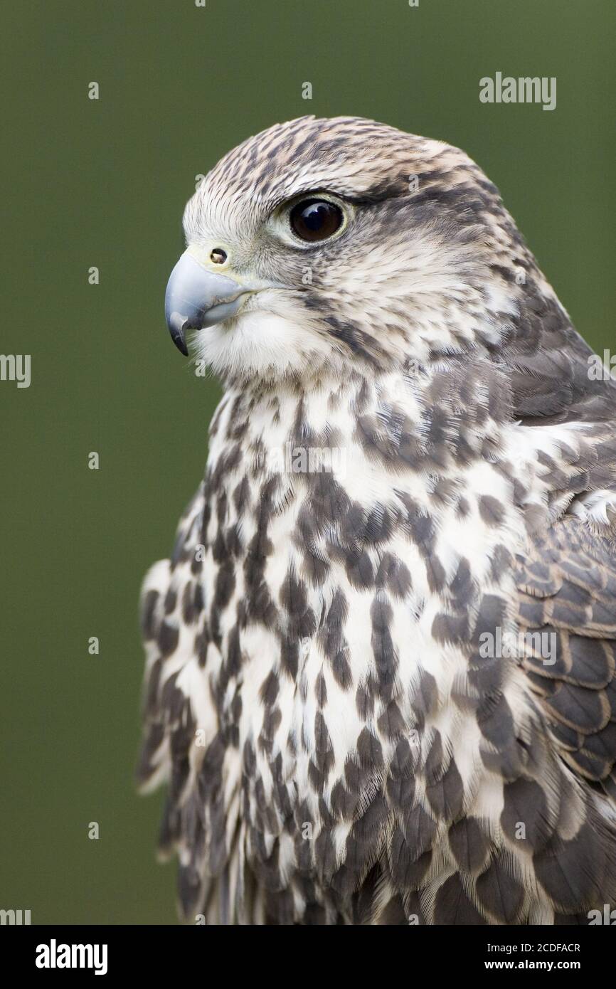 Altai falcon hi-res stock photography and images - Alamy