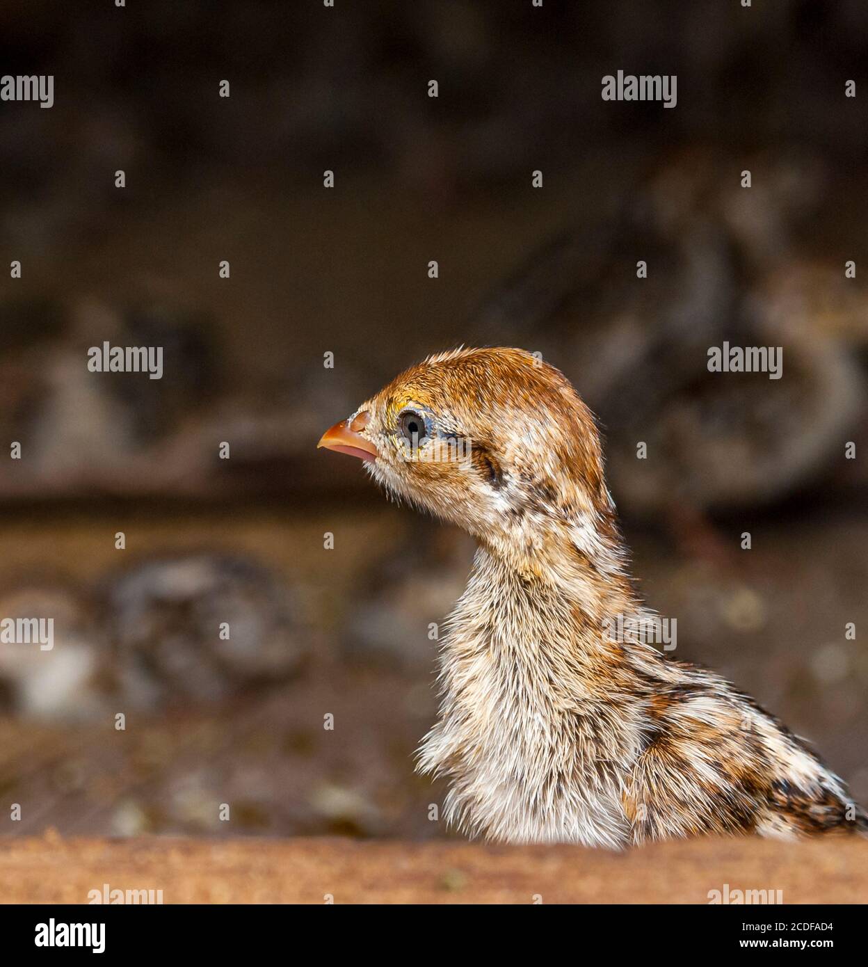 Lone pheasant hi-res stock photography and images - Alamy