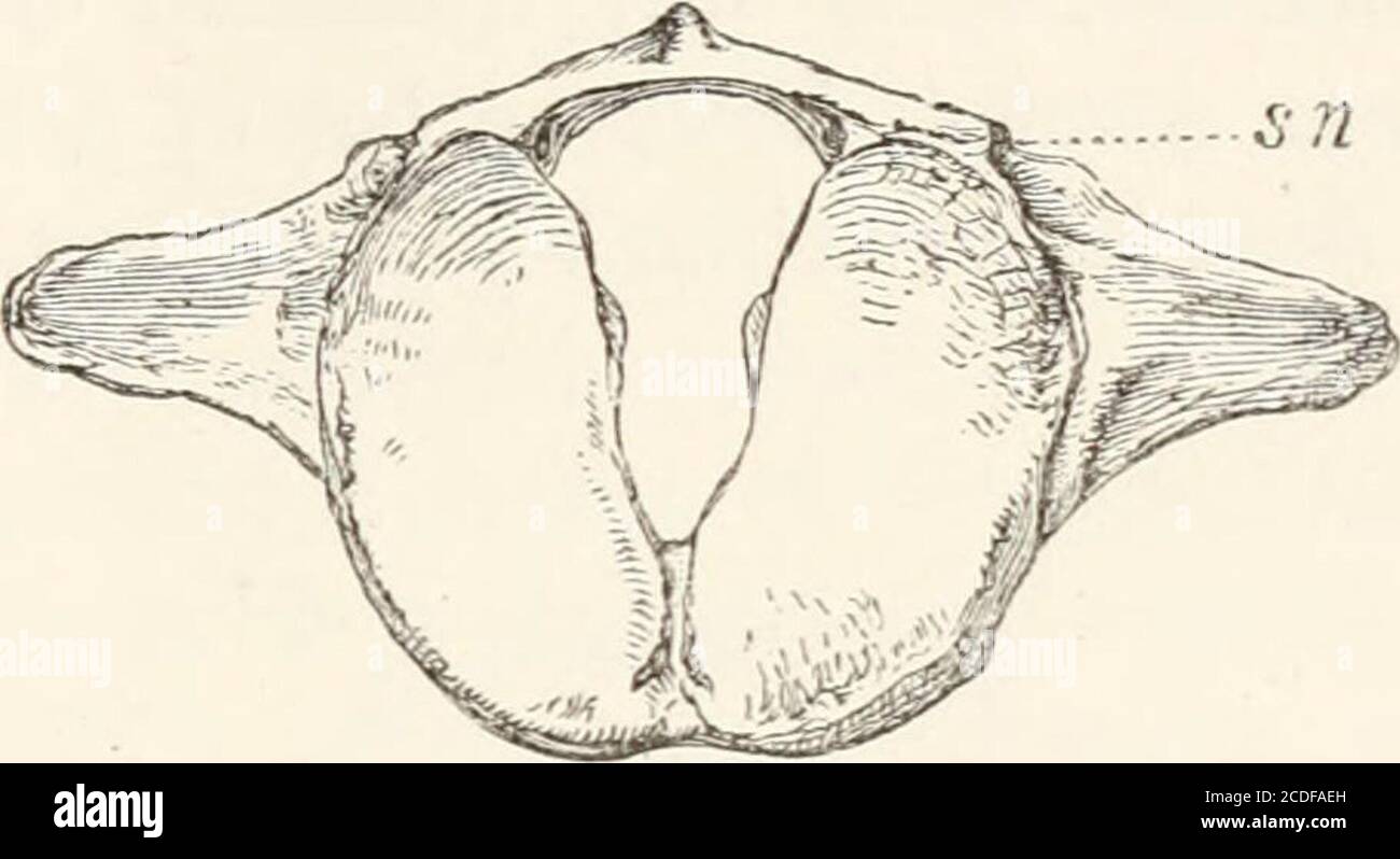 Posterior arch of atlas hi-res stock photography and images - Alamy