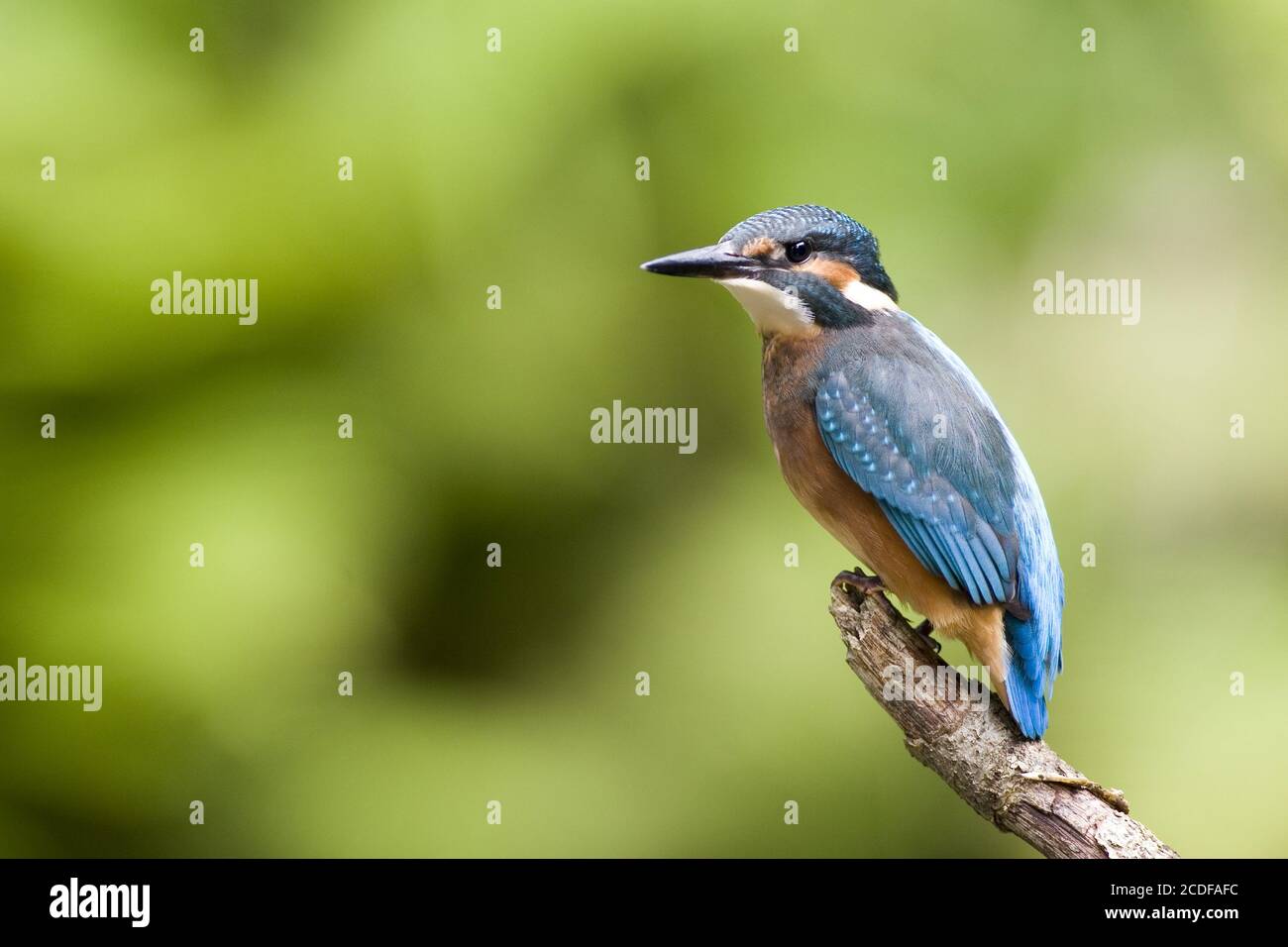 European Kingfisher, Germany Stock Photo - Alamy