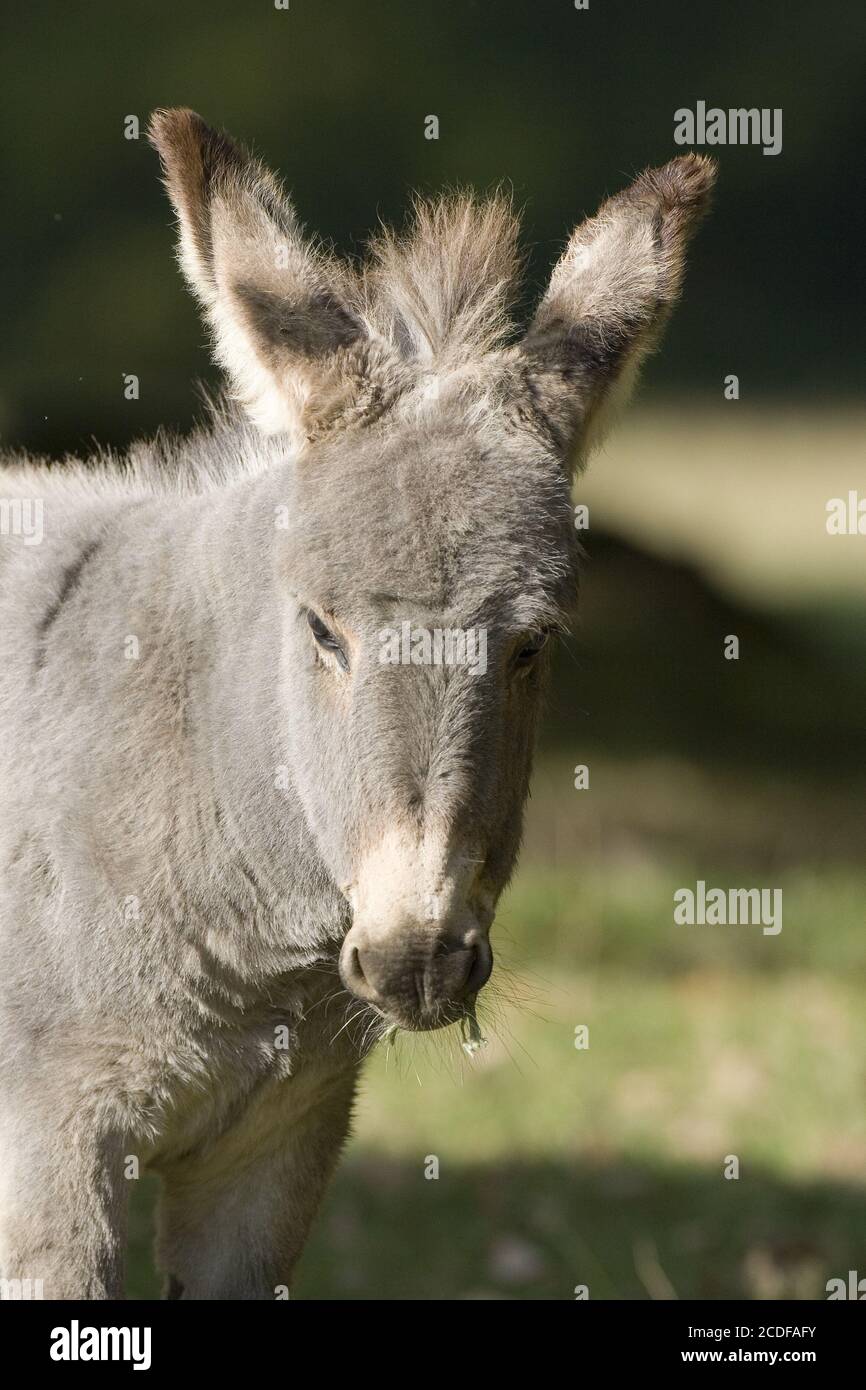 Thuringian forest donkey hi-res stock photography and images - Alamy