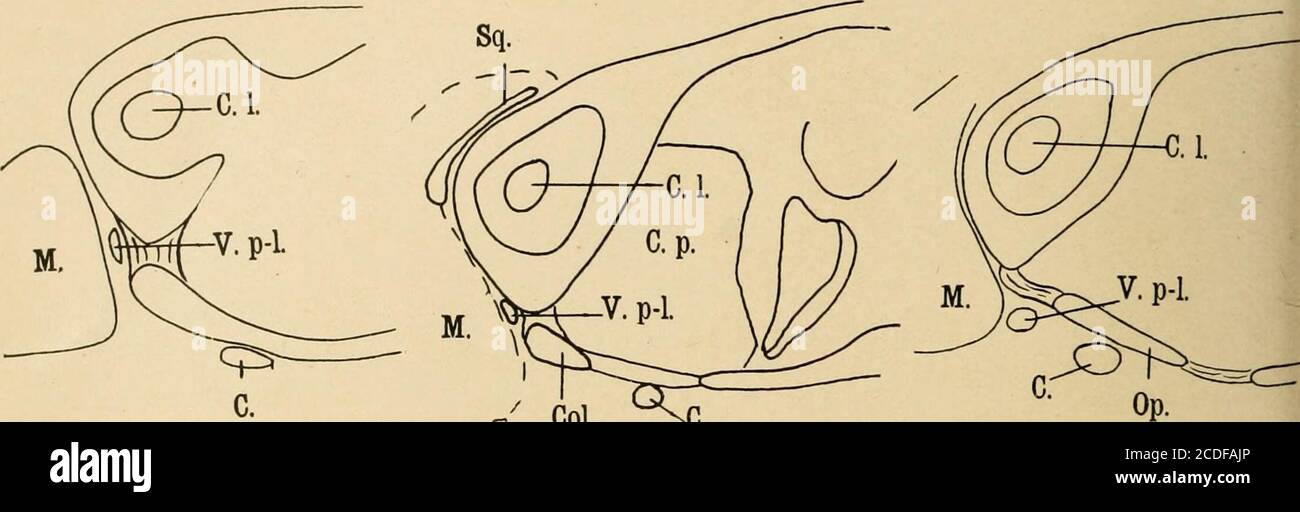 . Journal of morphology . ella where it is continuous with tlie ear ...