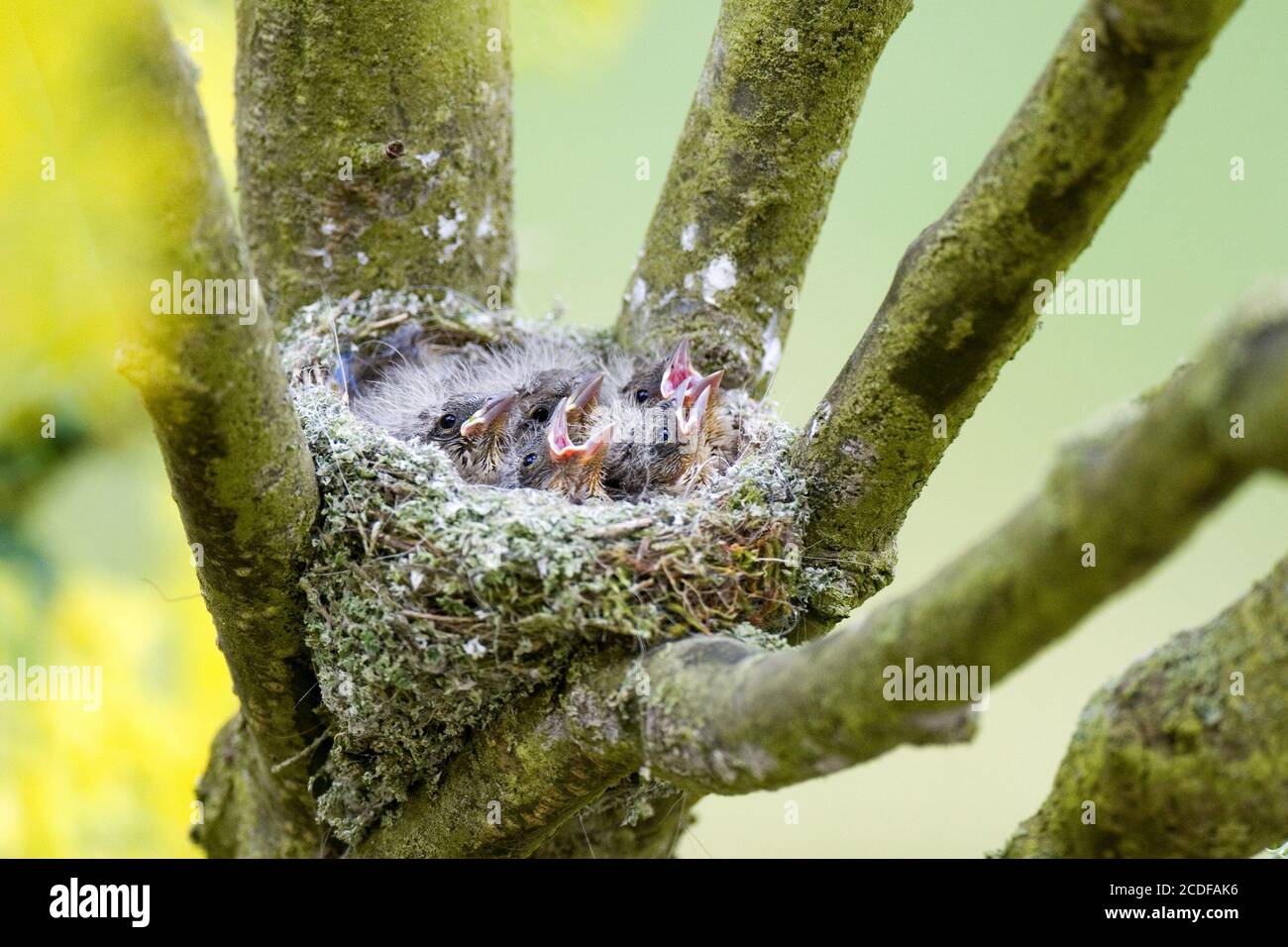 Common finch female fringilla hi-res stock photography and images - Alamy