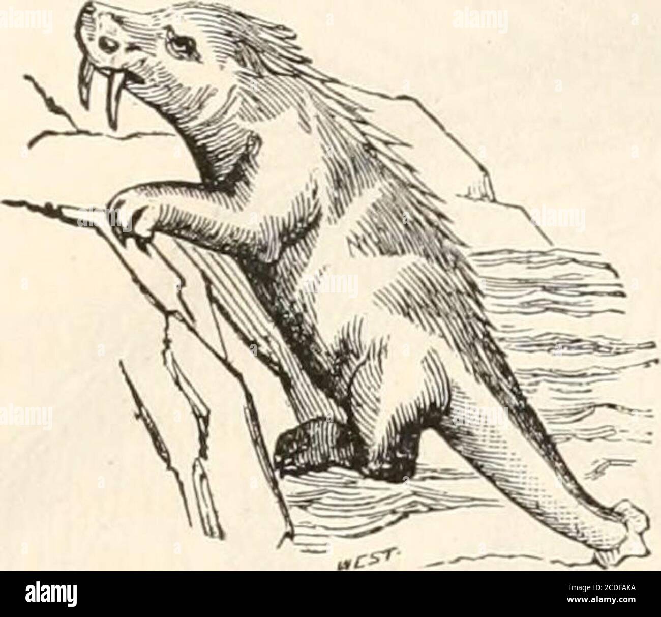 . History of North American pinnipeds, a monograph of the walruses, sea ...