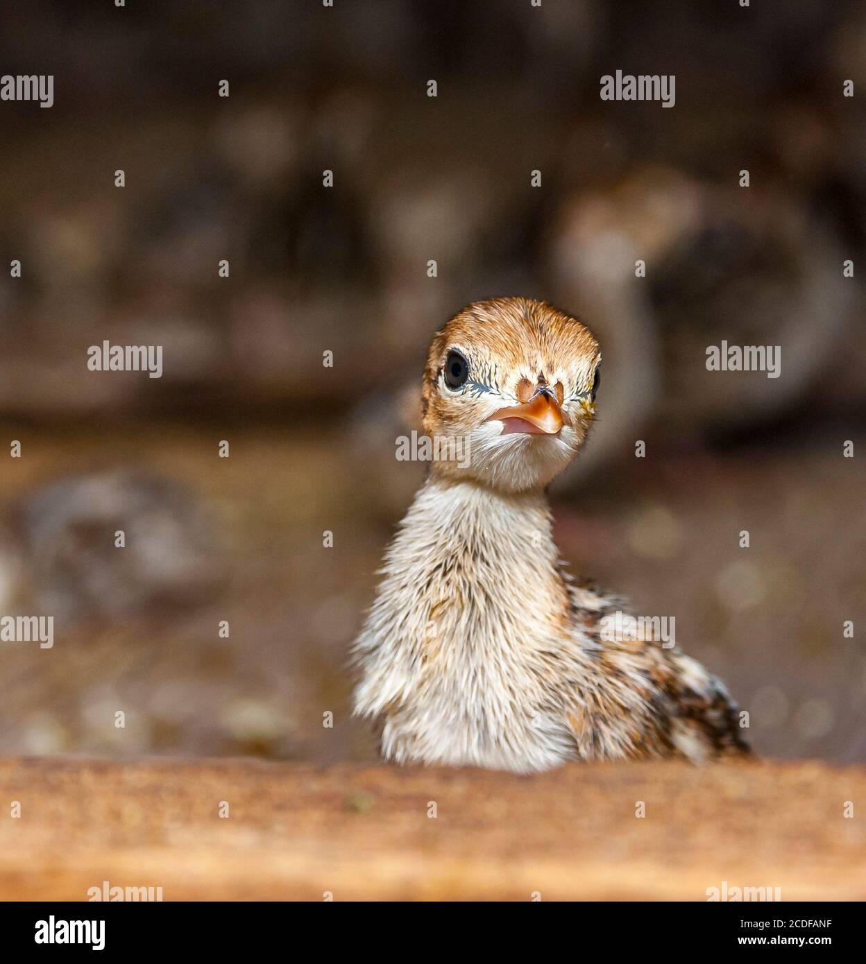 Young pheasant hi-res stock photography and images - Alamy