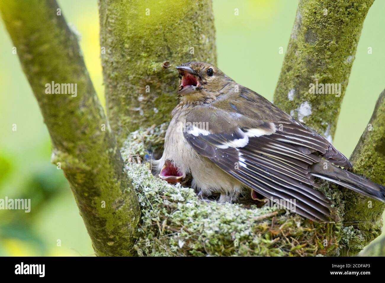 Fledgling Chaffinch High Resolution Stock Photography and Images - Alamy