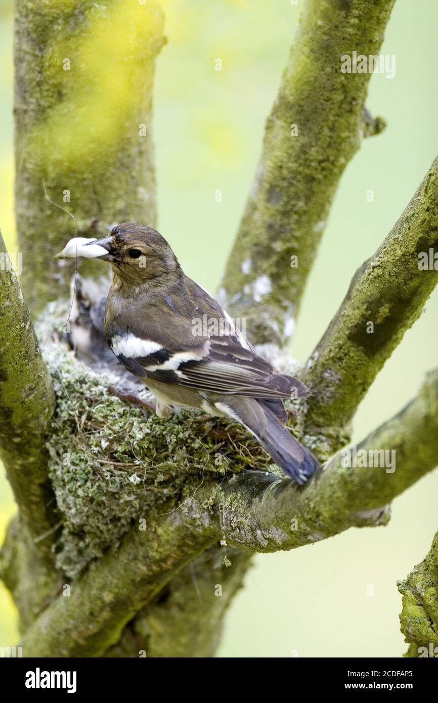 Fledgling chaffinch hi-res stock photography and images - Alamy
