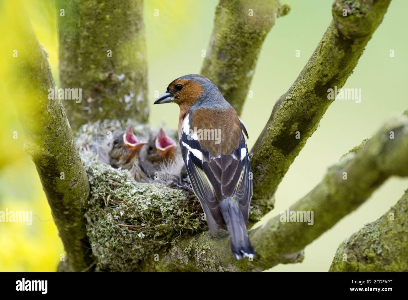 Fledgling Chaffinch High Resolution Stock Photography and Images - Alamy