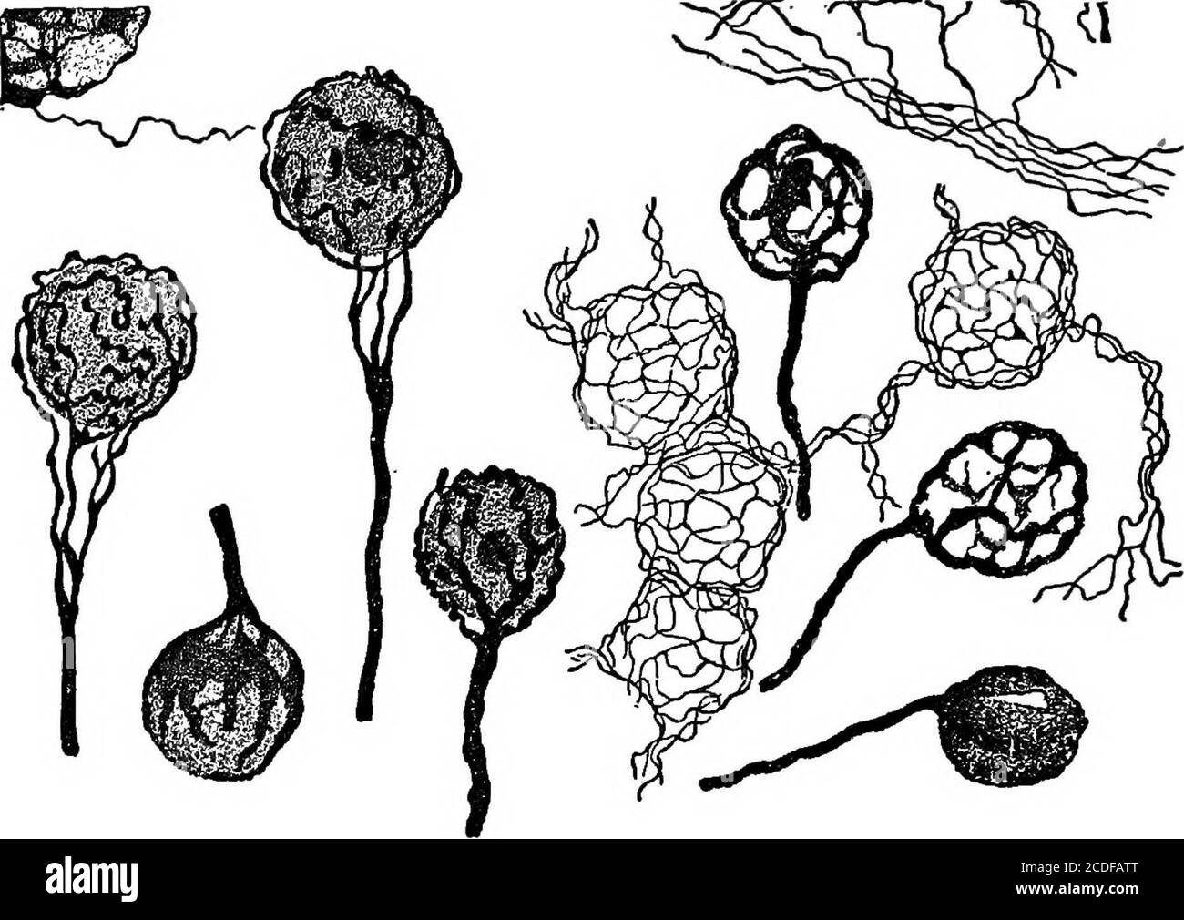 Axon bulb hi-res stock photography and images - Alamy