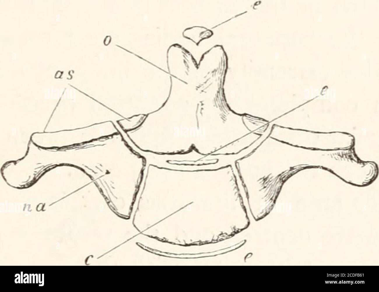. An introduction to the osteology of the mammalia . ghtlycurved bar of ...