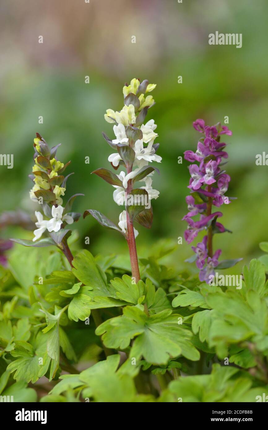 Fumitory family hi-res stock photography and images - Alamy