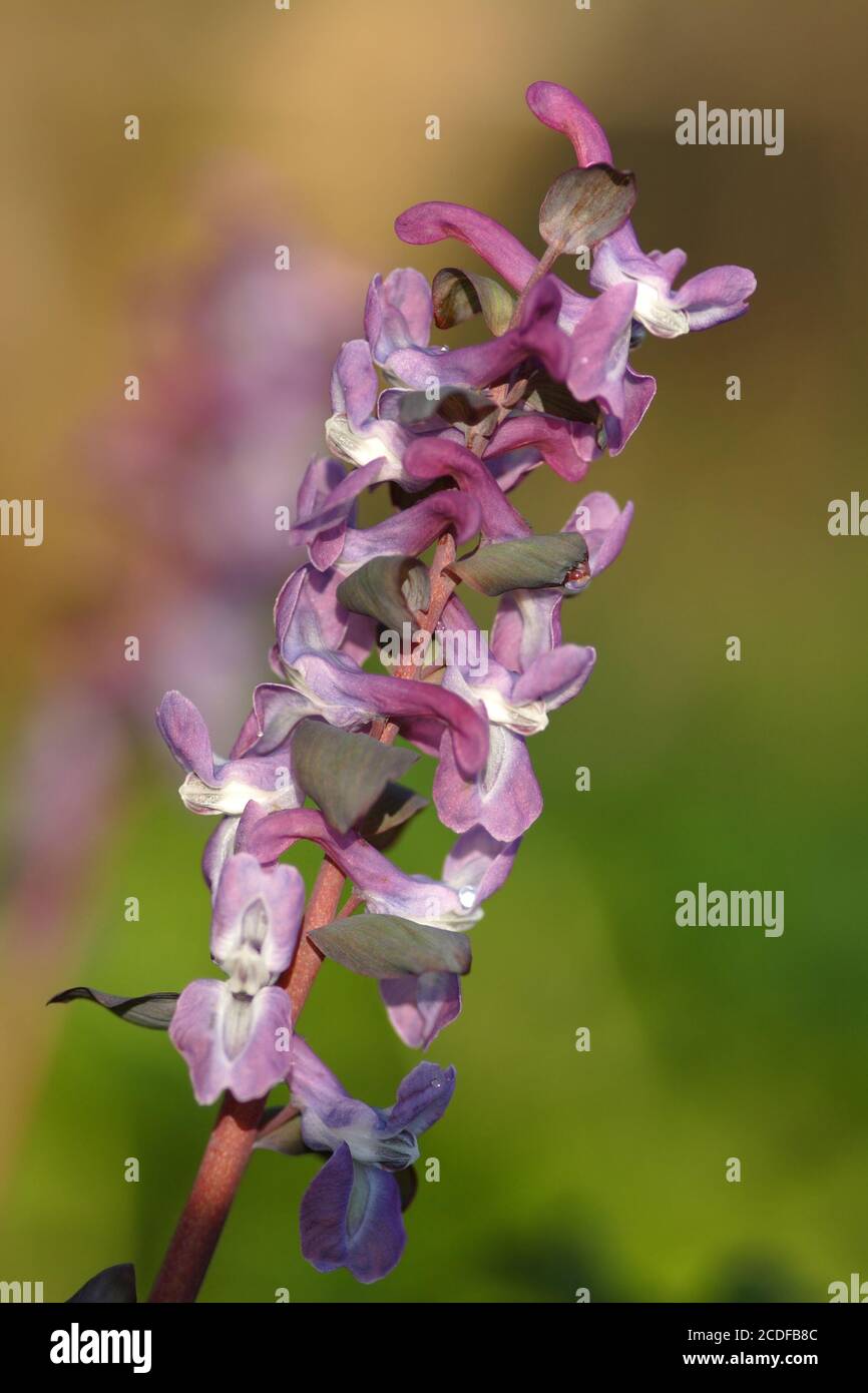 Fumitory family hi-res stock photography and images - Alamy