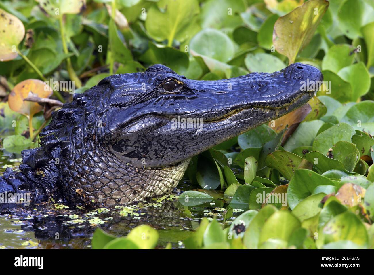 Mississippi alligator hi-res stock photography and images - Alamy