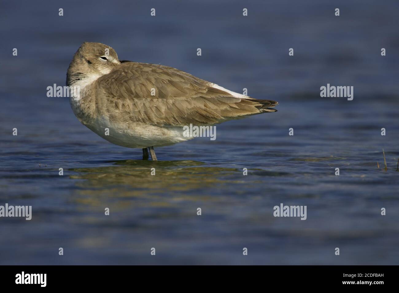 Willett bird hi-res stock photography and images - Alamy