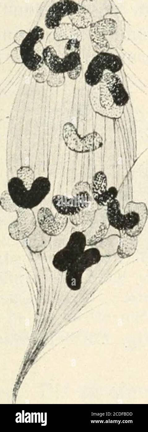 . Allgemeine Pflanzenkaryologie . Fig. 275. Adoxa moschatellina ...