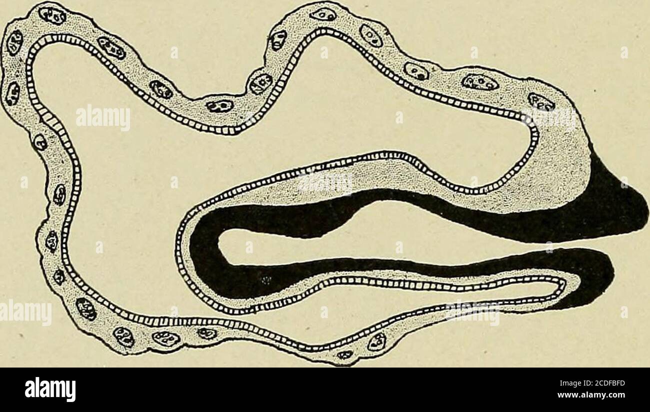 Herto human hi-res stock photography and images - Alamy