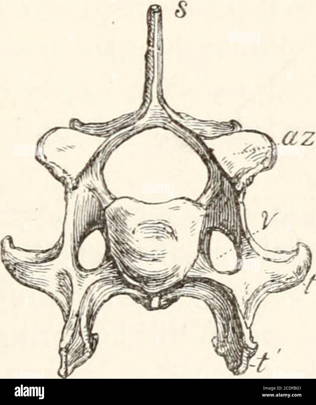 Sacral regions hi-res stock photography and images - Alamy