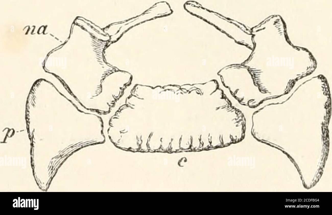 . An introduction to the osteology of the mammalia . fforded by the ...