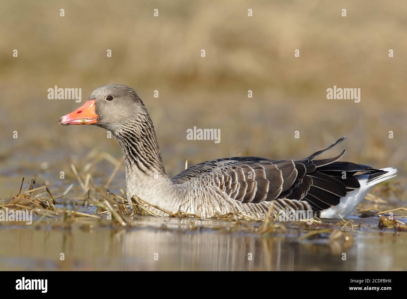 Graugans, Anser anser, Greylag goose Stock Photo - Alamy