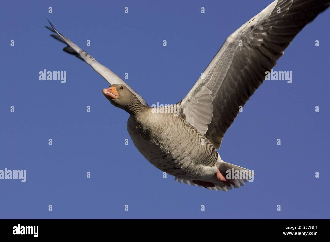 Grey lag goose hi-res stock photography and images - Alamy