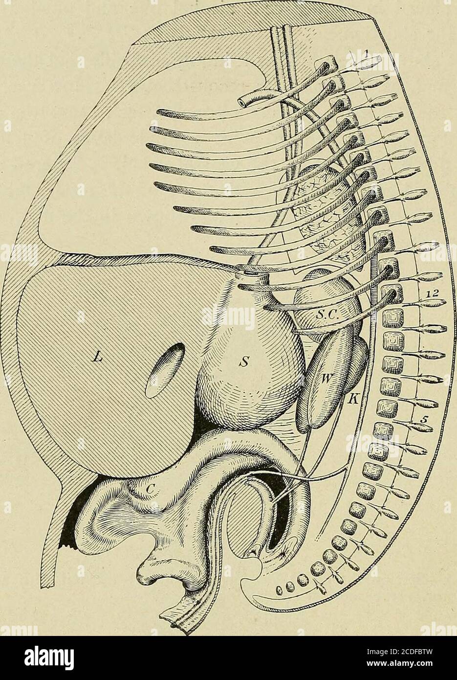 Human embryo tail hi-res stock photography and images - Alamy