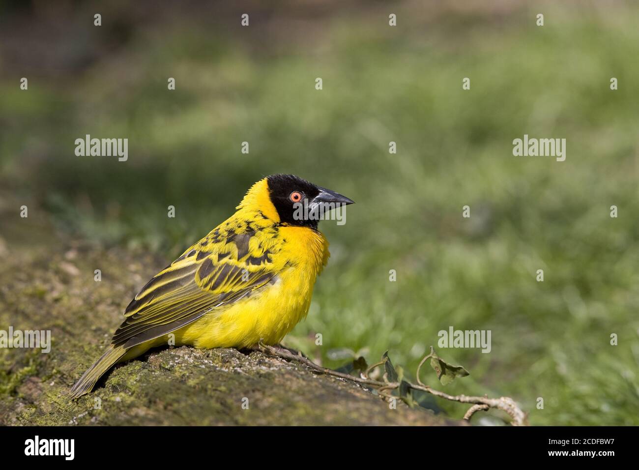 Village Weaver High Resolution Stock Photography and Images - Alamy