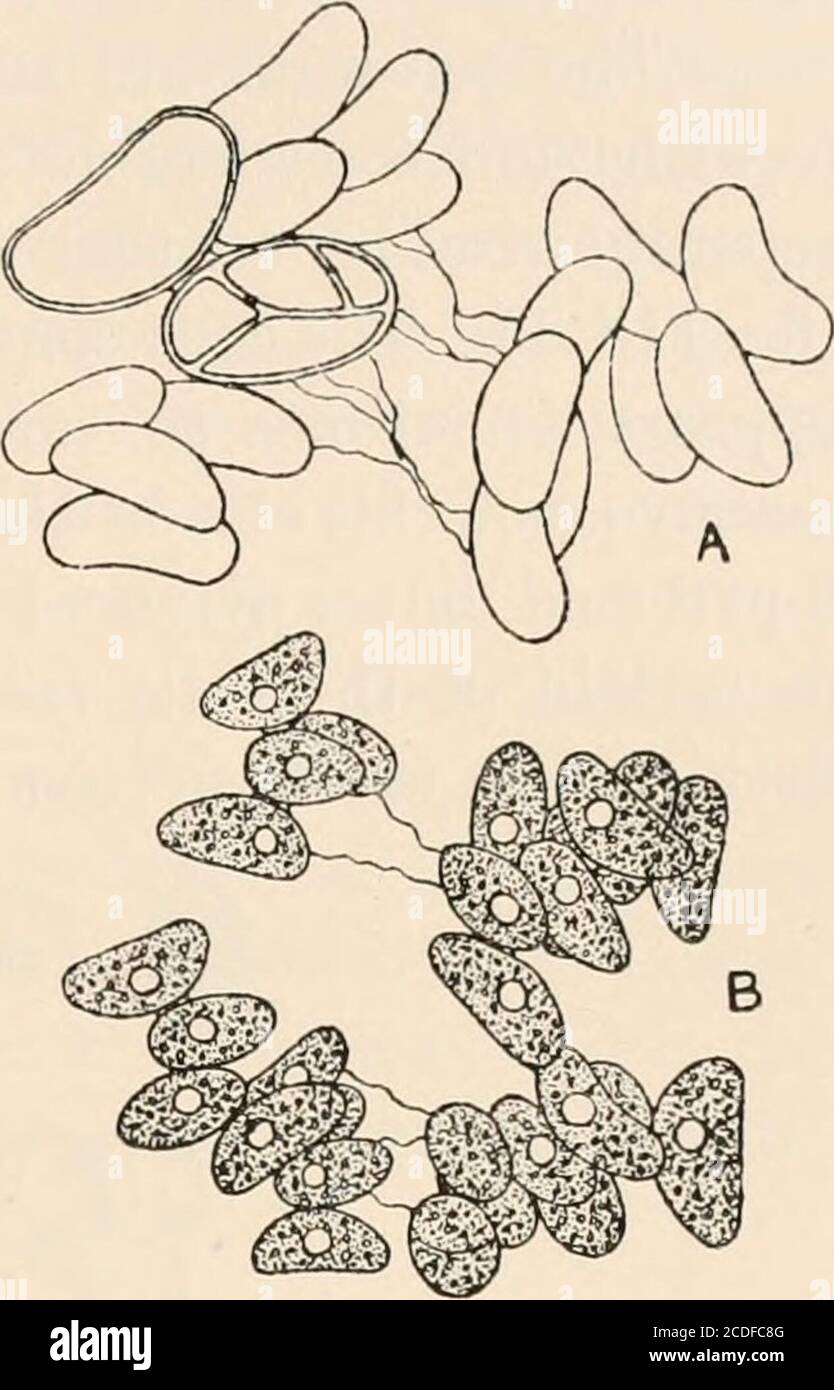 Protococcaceae hi-res stock photography and images - Alamy