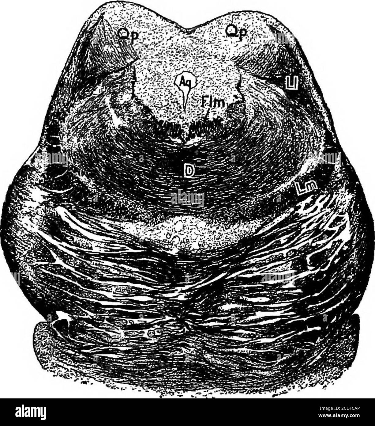 Medial section of brain Black and White Stock Photos & Images - Alamy
