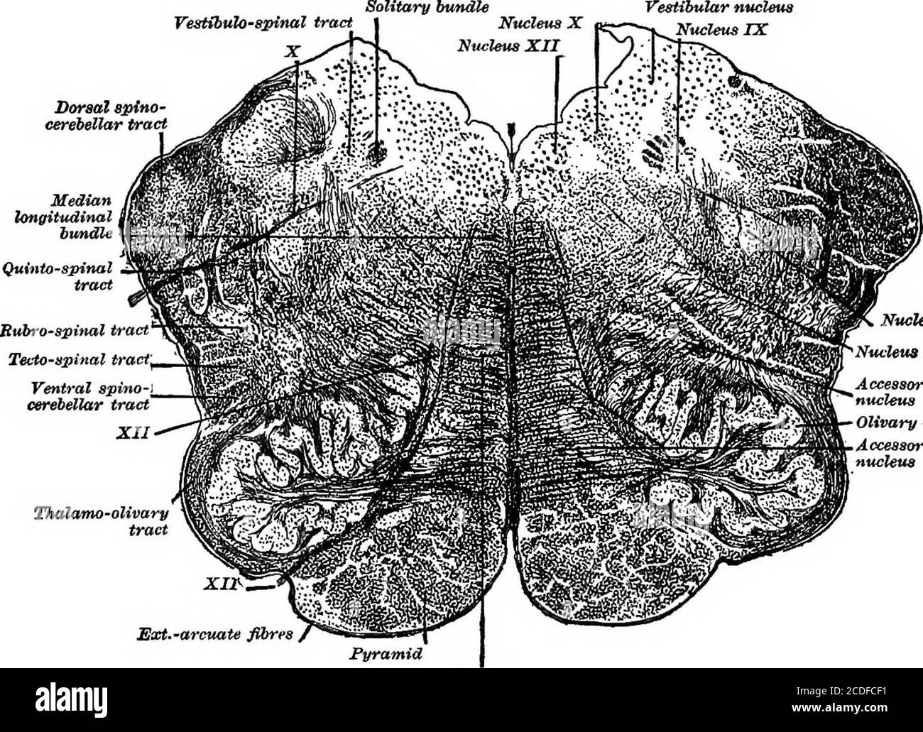 Rostral Medulla Cross Section Labeled