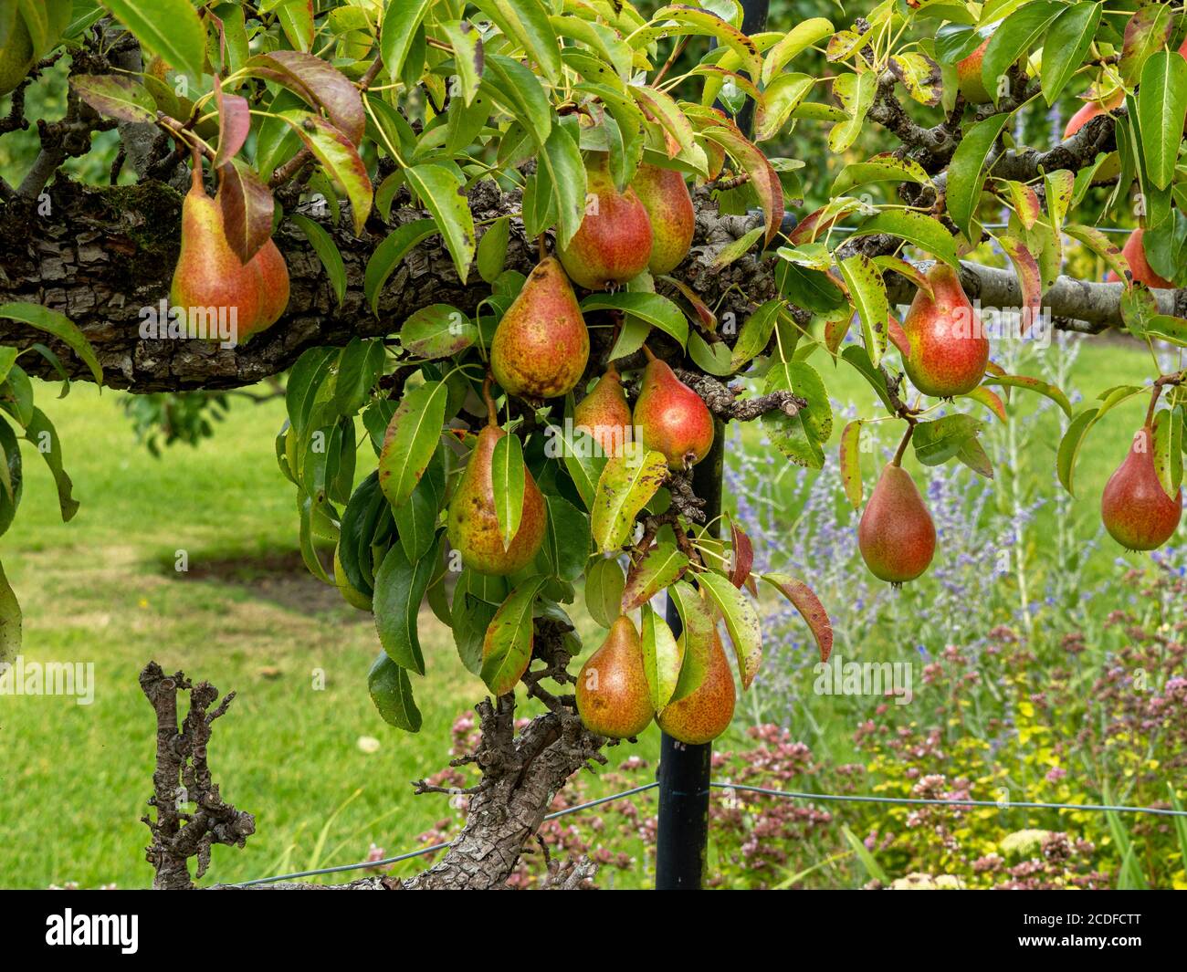 Green pear leaves tree hi-res stock photography and images - Alamy