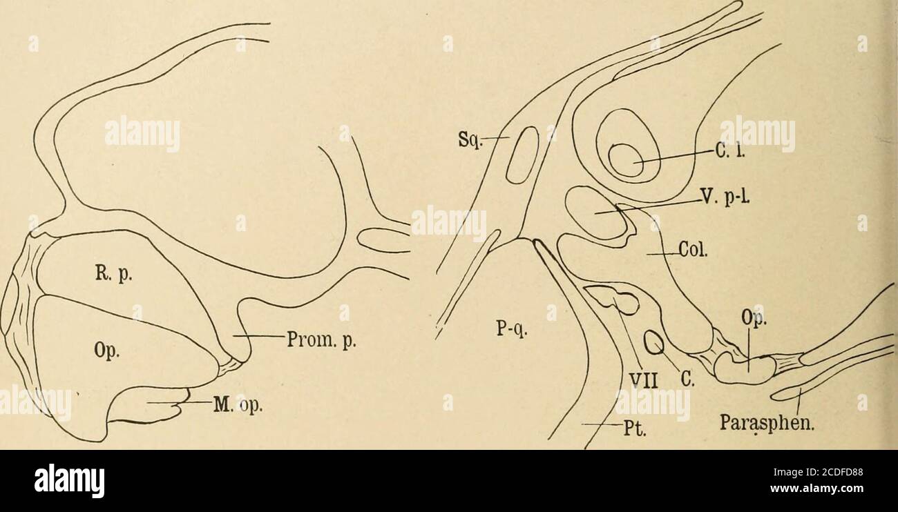 . Journal of morphology . Section farther caudad than Fig.30. Operculum ...
