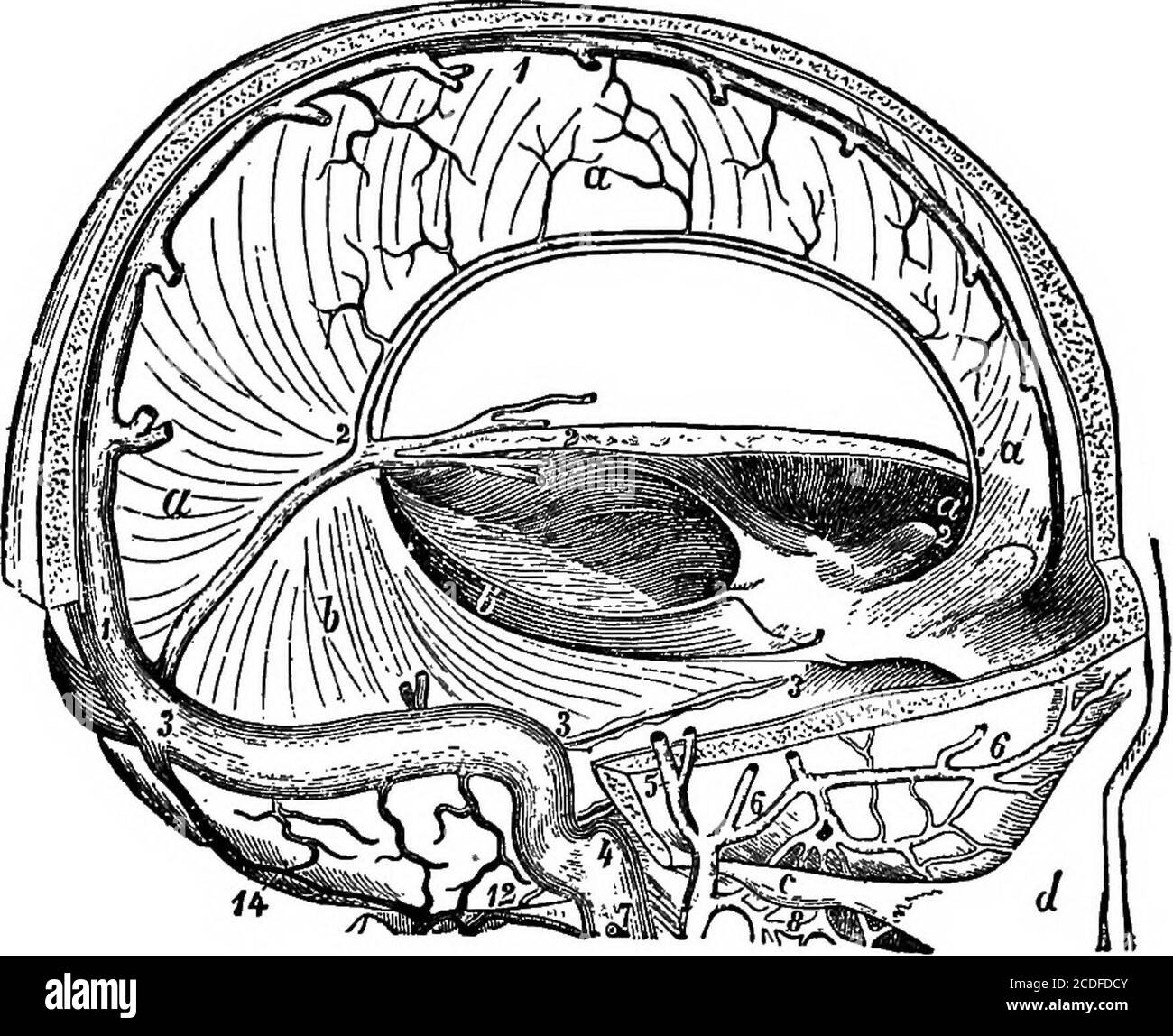 Involuntary activities hi-res stock photography and images - Alamy