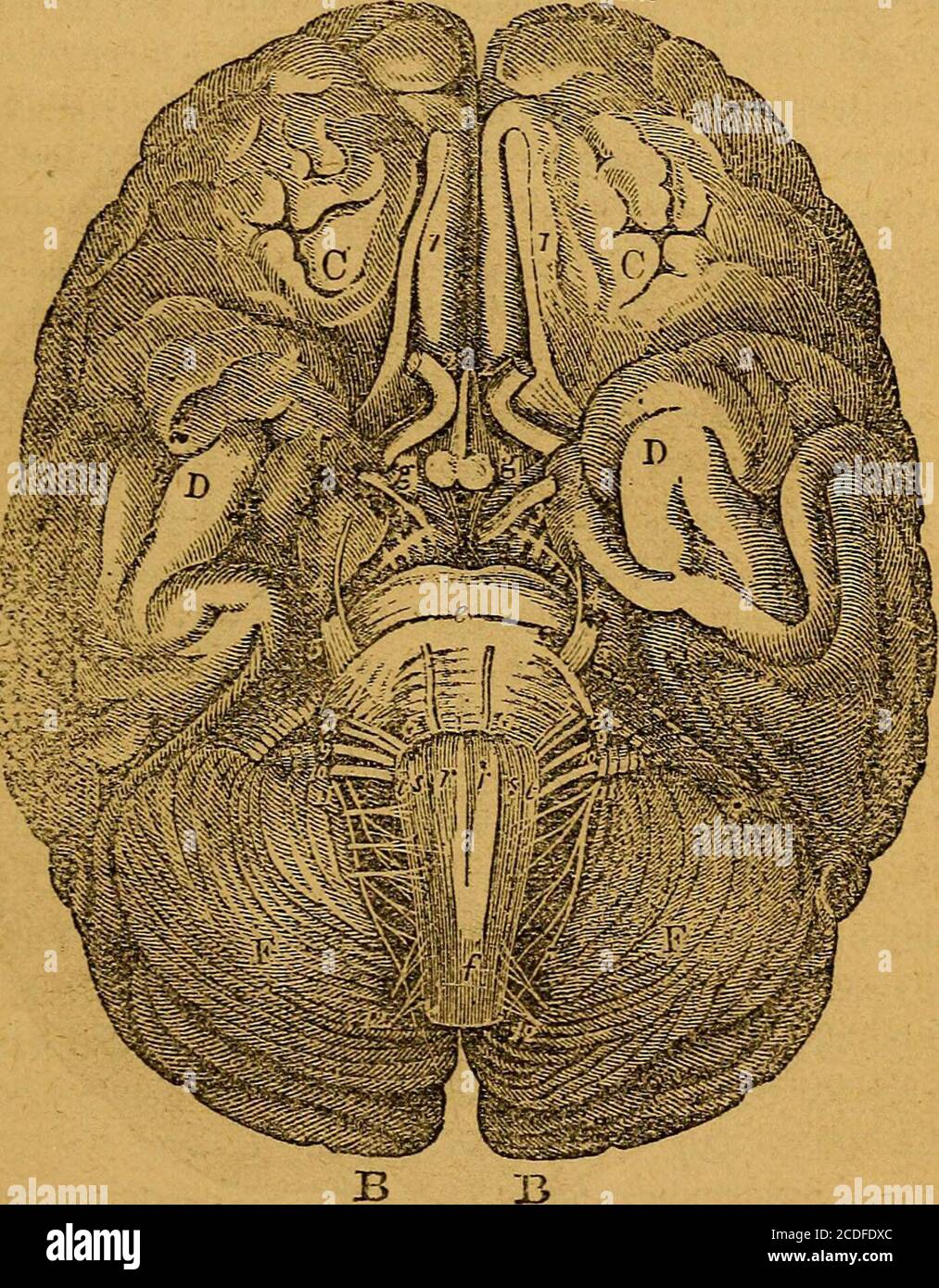 Domestic propensities hi-res stock photography and images - Alamy