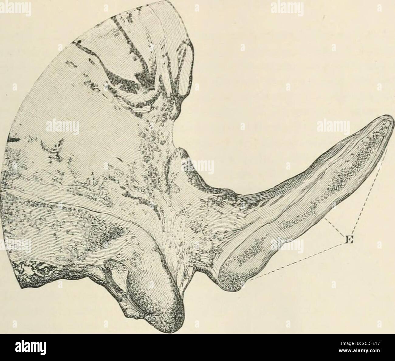 Cartilage perichondrium hi-res stock photography and images - Alamy