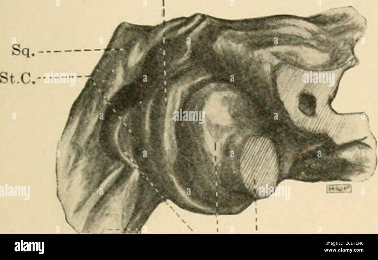 . Journal of morphology . Vol. XX, No. 4. Plate II. Drawings of models ...