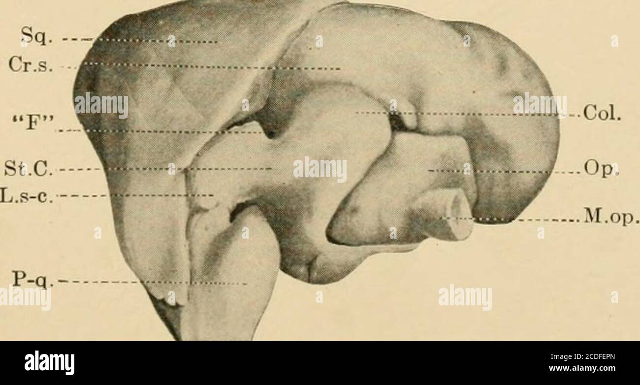 . Journal of morphology . Fig. 23.. Fig. 24. I Journal of Morpiiolory ...