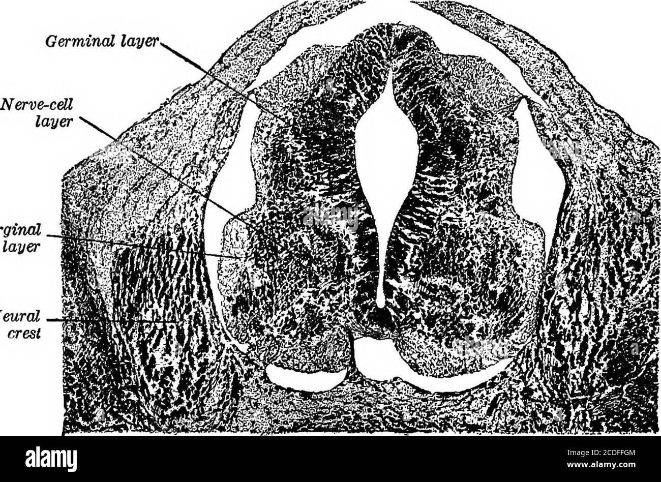 . Elements of physiological psychology; a treatise of the activities ...