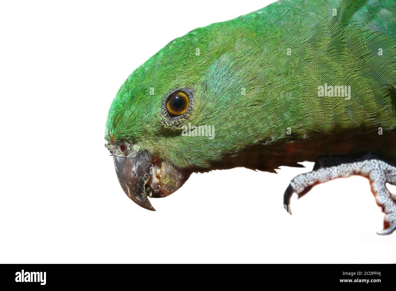 Parrot tongue hi-res stock photography and images - Alamy