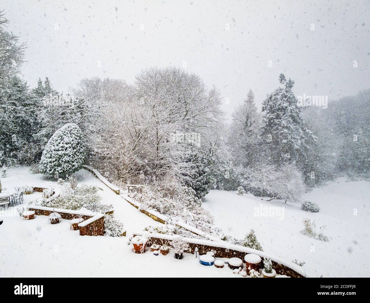 Snow covered trees in a large urban garden in Woking, Surrey, south ...