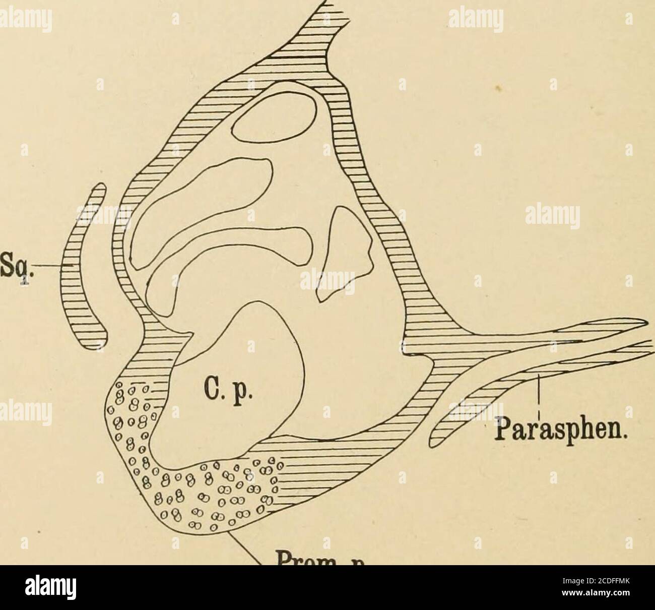 . Journal of morphology . is; M.i.c.i., a portion of the musculus ...